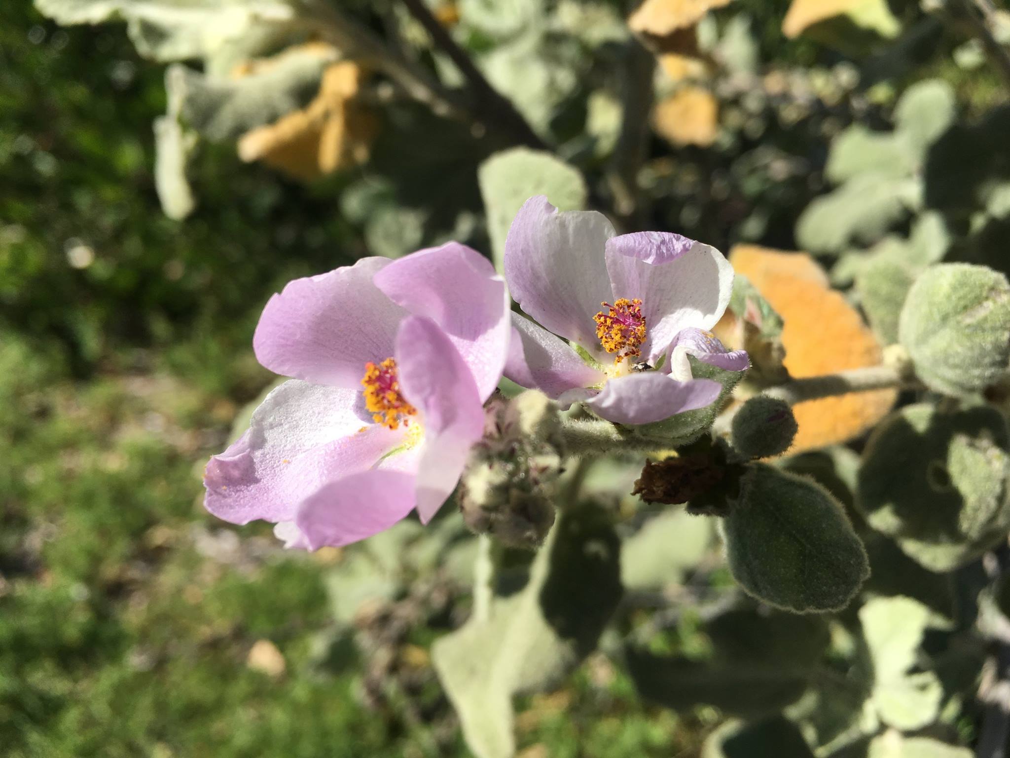 Gallery – Sunland Welcome Nature Garden